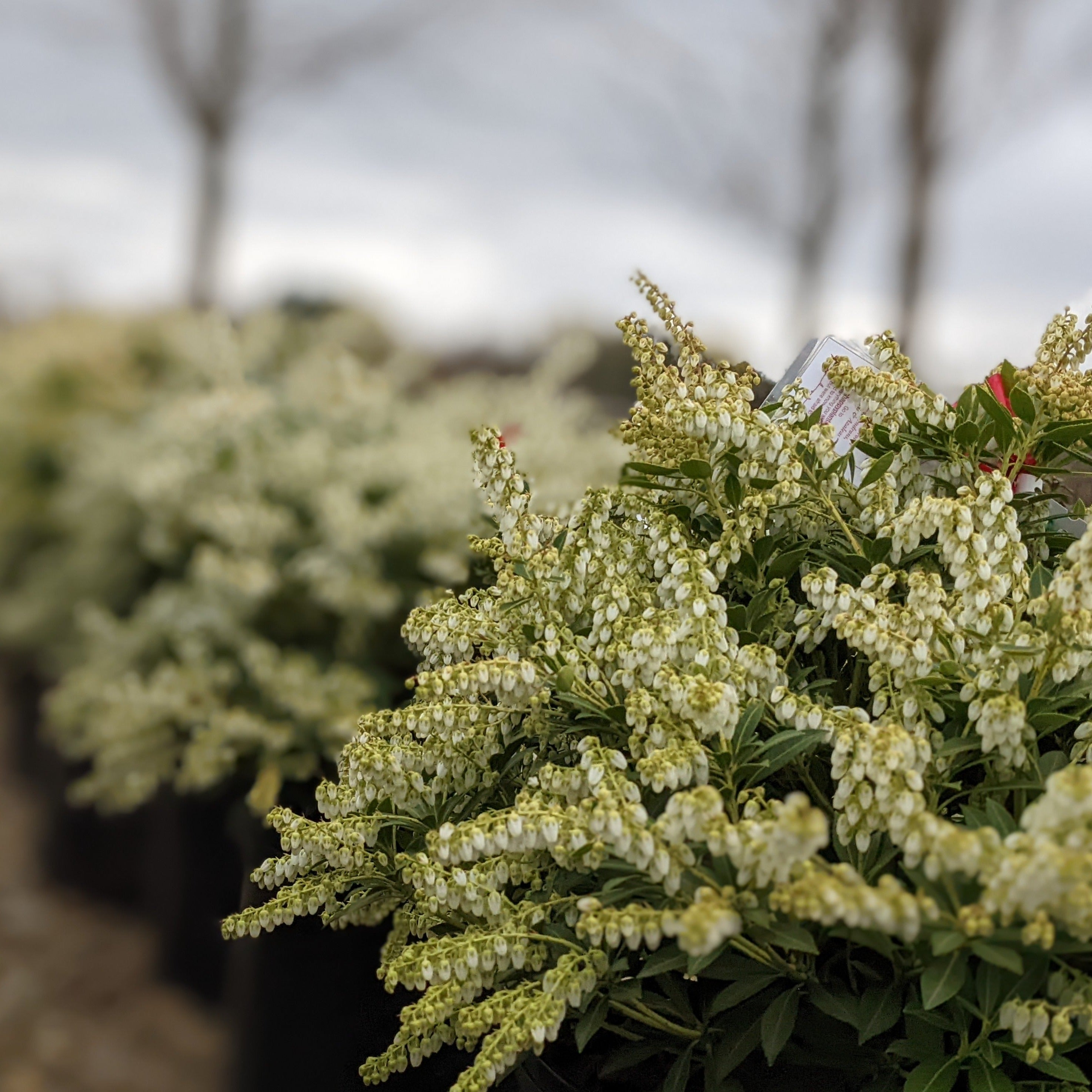Cavatine Pieris – Auburn Oaks Garden Center