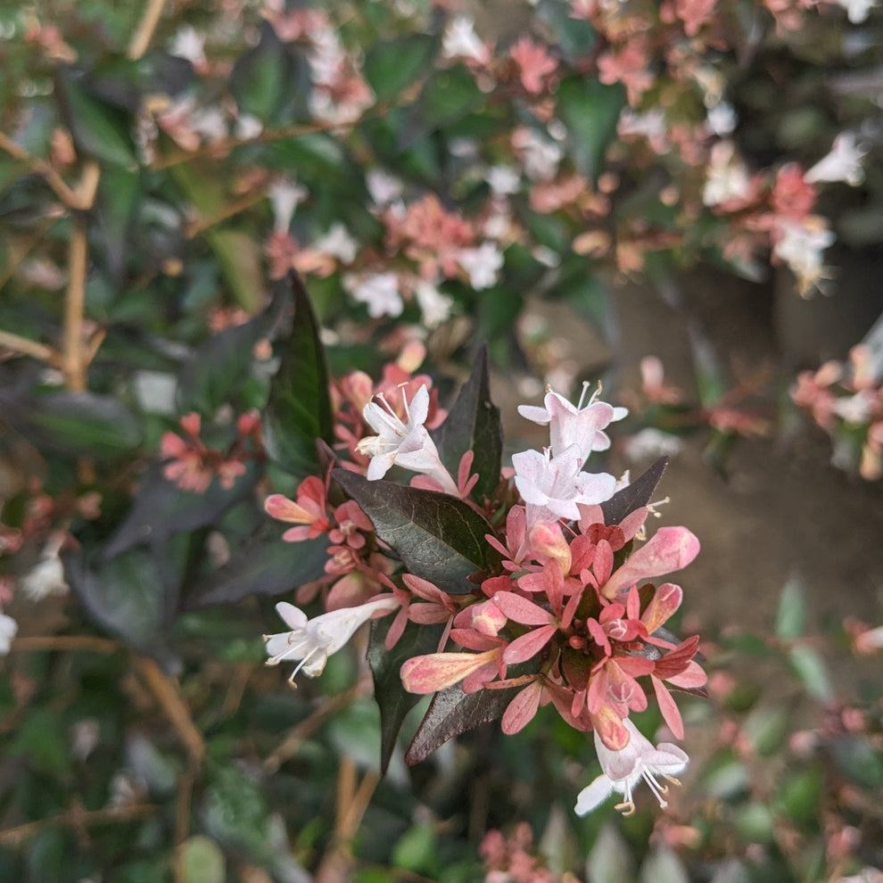 Ruby Anniversary Abelia – Auburn Oaks Garden Center