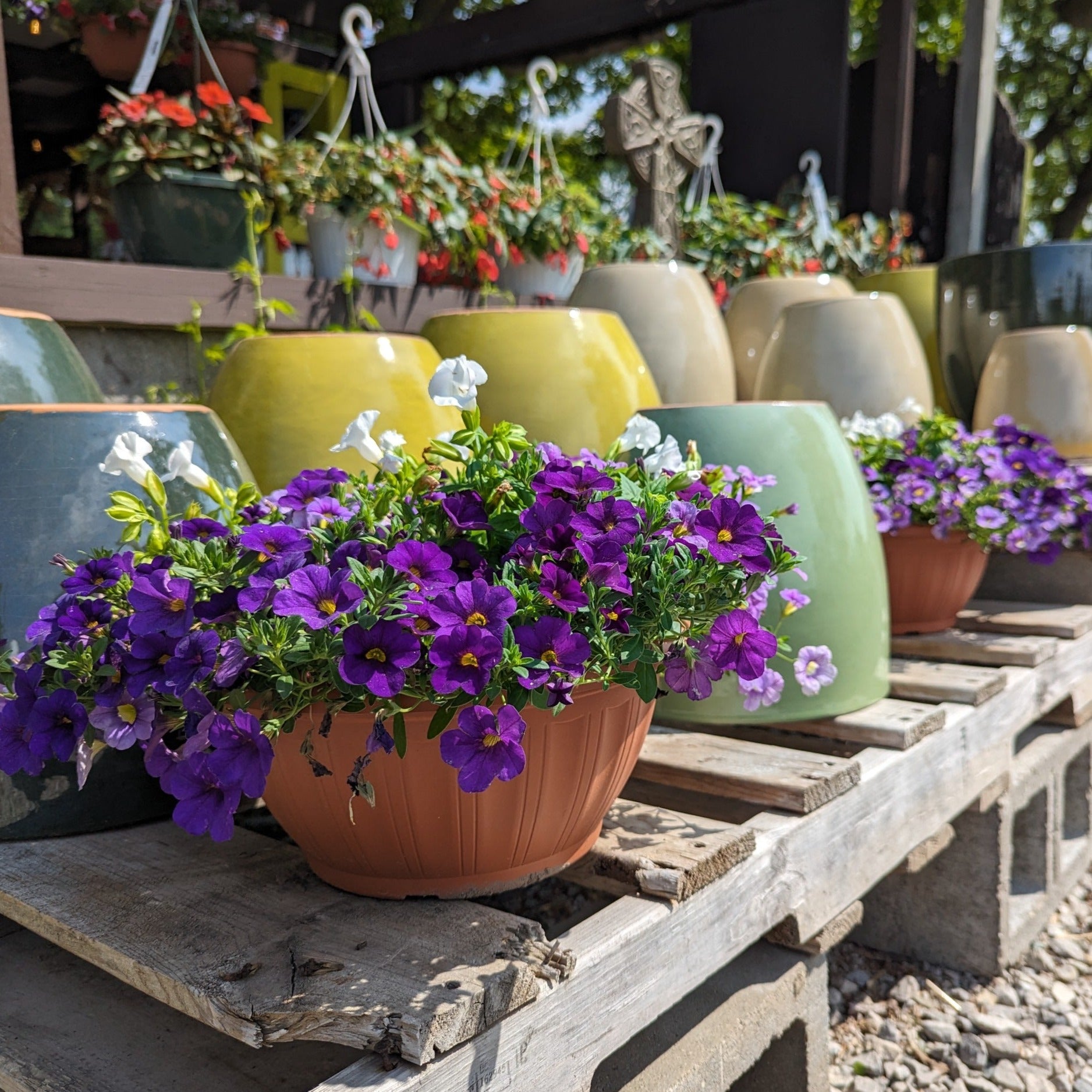 12" Short Bowl Annuals – Auburn Oaks Garden Center