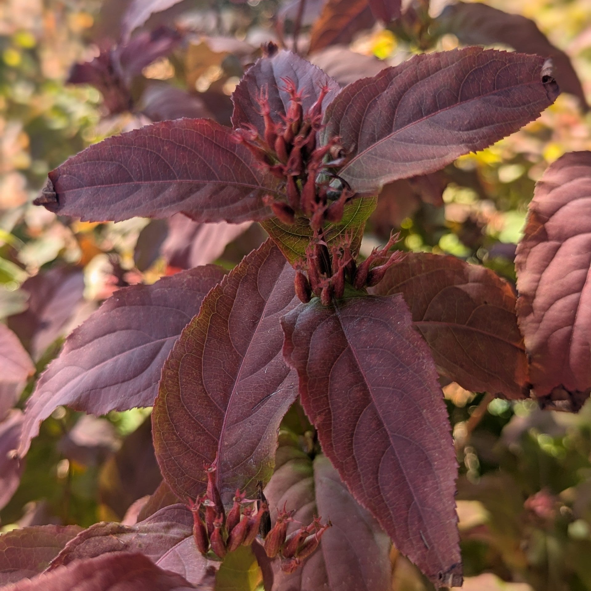 Kodiak Red Diervilla – Auburn Oaks Garden Center