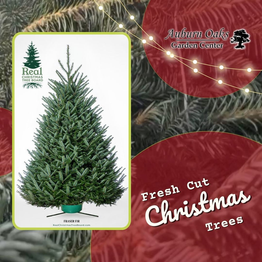 Fraser Fir Christmas Tree – Auburn Oaks Garden Center