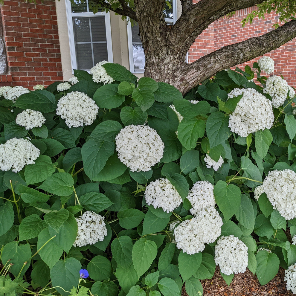 Annabelle Hydrangea – Auburn Oaks Garden Center