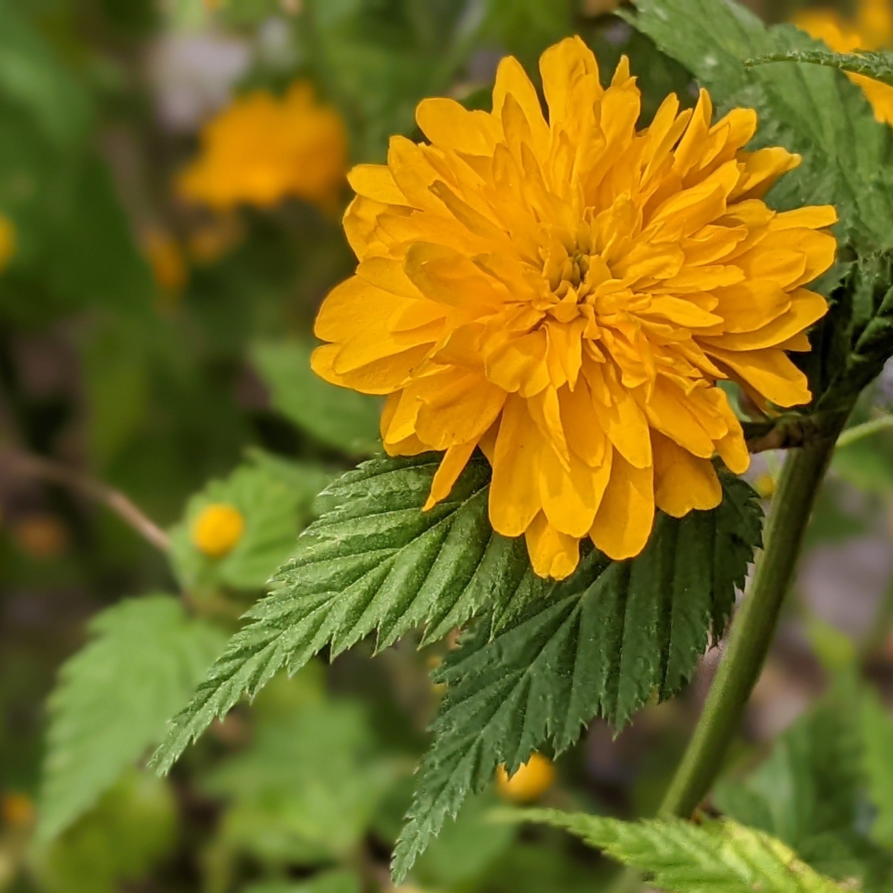 Japanese Kerria – Auburn Oaks Garden Center
